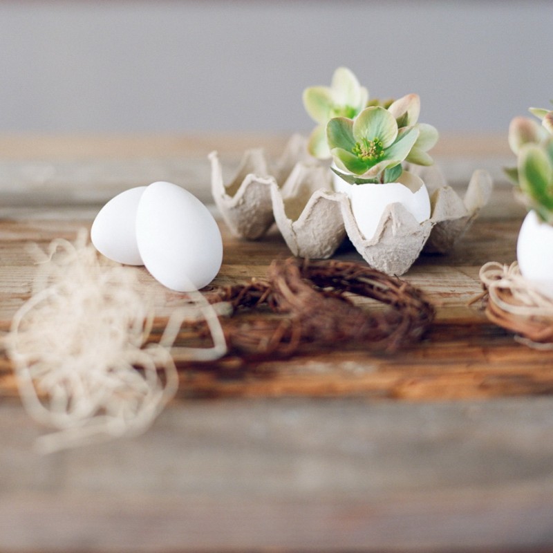 DIY Easter Egg Shell Planters - Shannon Von Eschen Photography